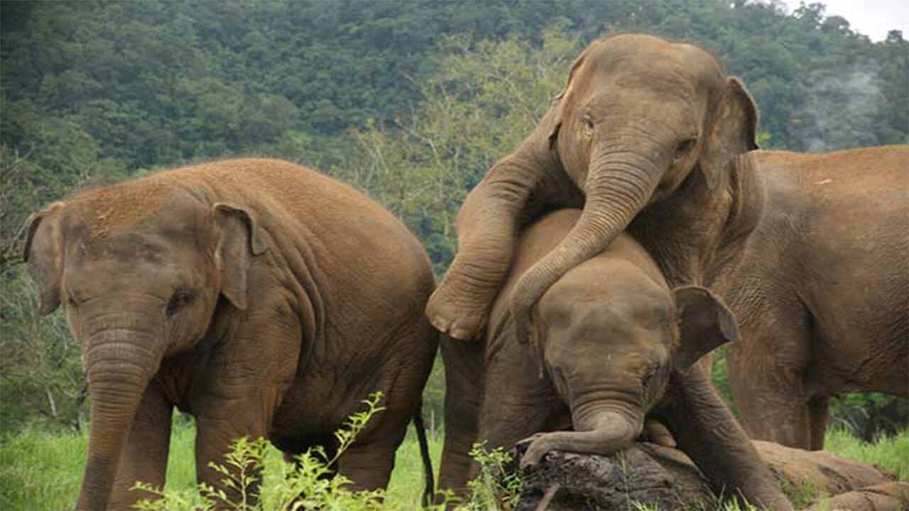 Celebrating World Elephant Day: Honoring Earth's Gentle Giants ...